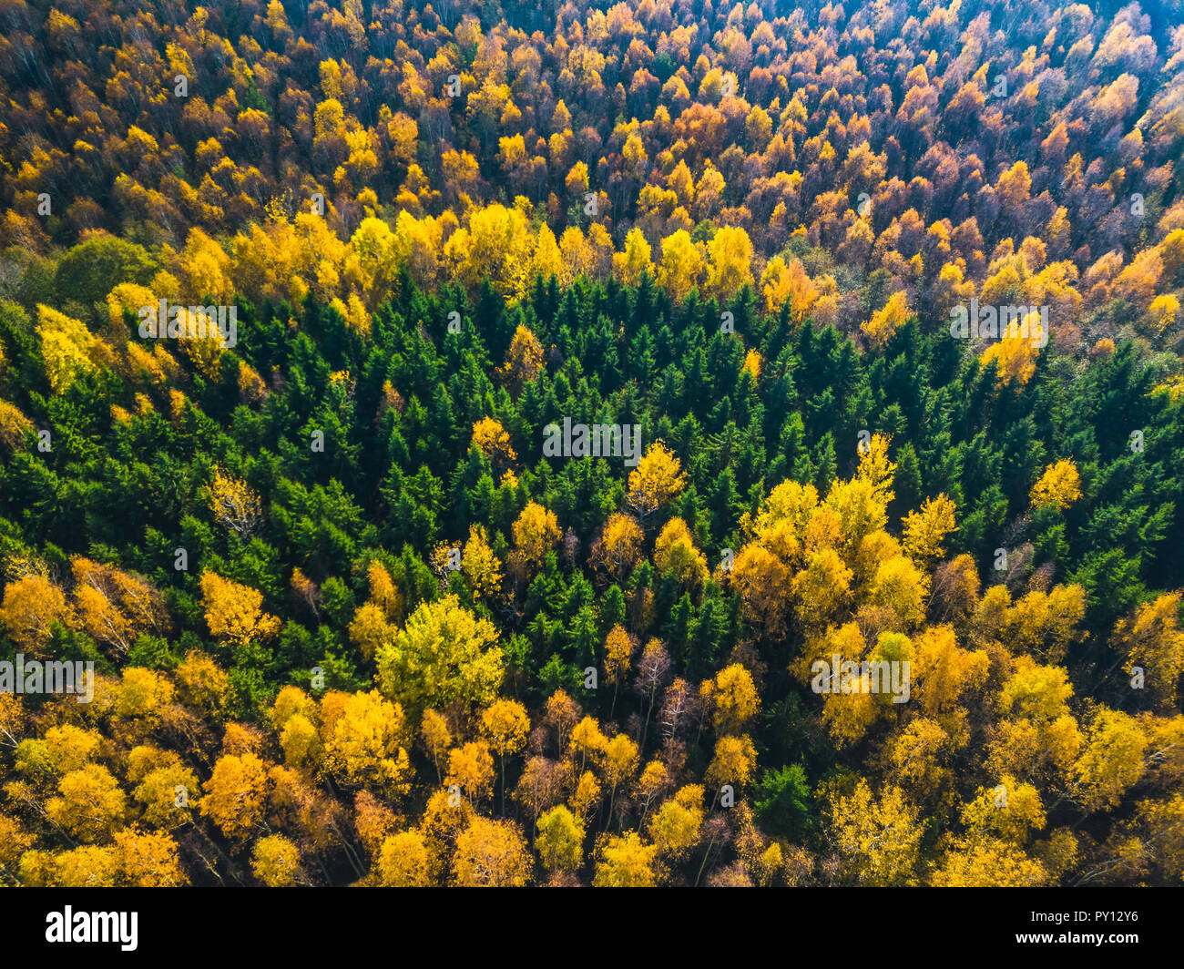 Woodland park forest aerial view hi-res stock photography and images ...