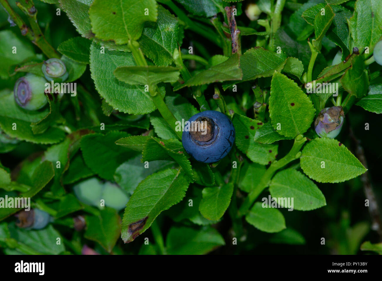 Bilberry moorland hi-res stock photography and images - Alamy