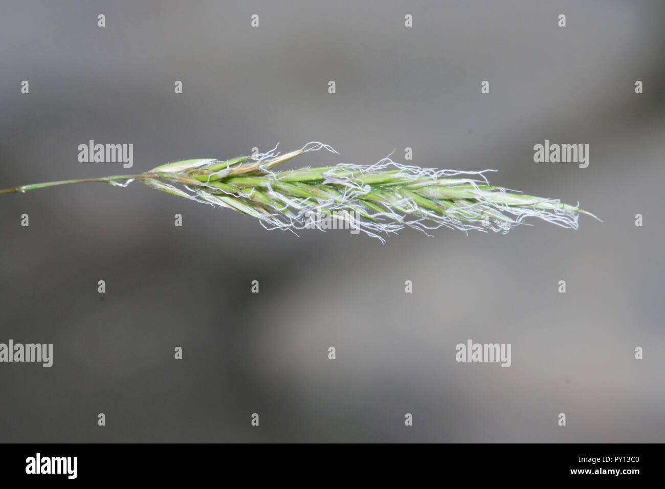 Sweet Vernal Grass, Anthoxanthum odoratum in flower Stock Photo - Alamy