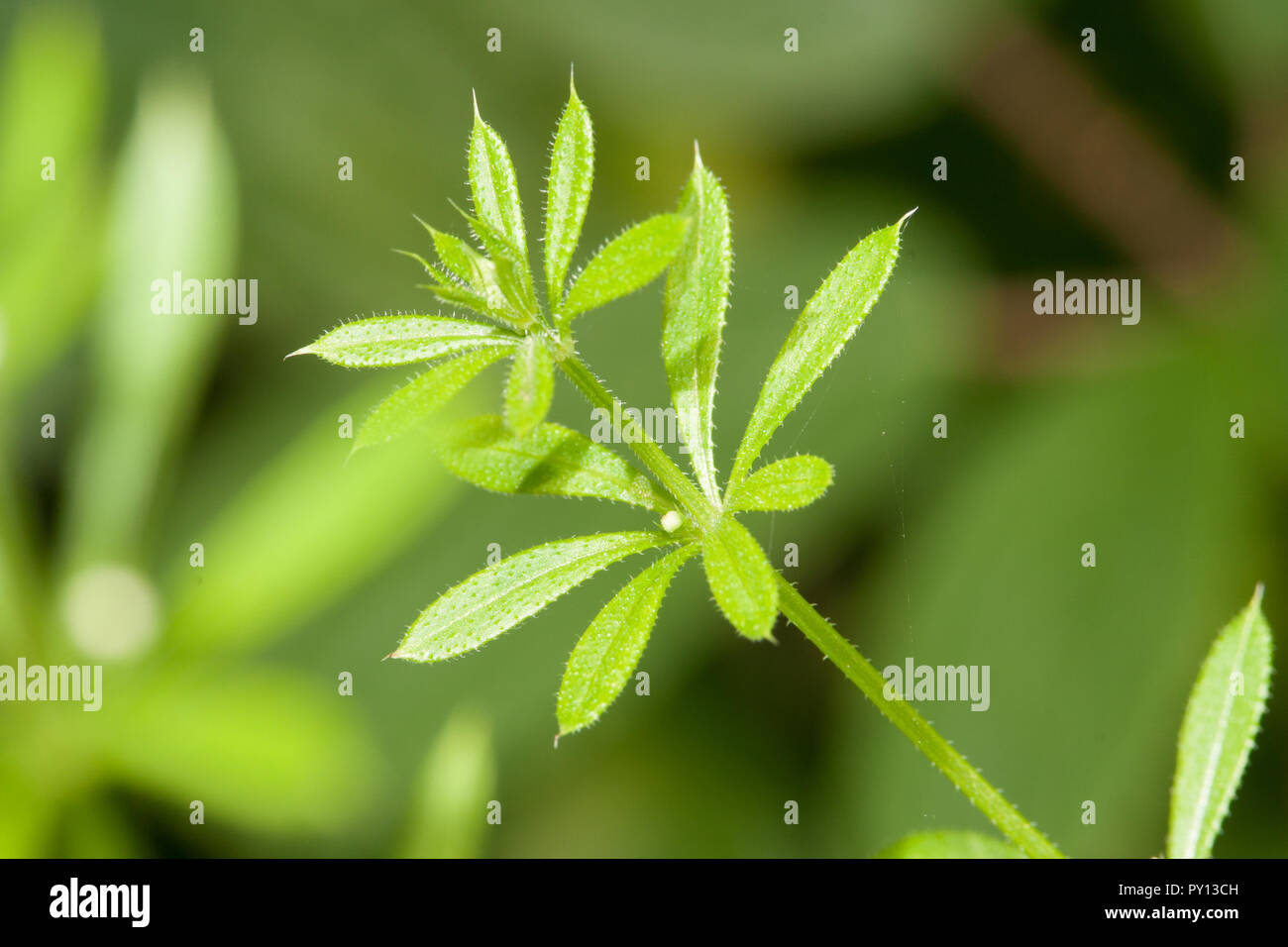 Goosegrass or cleavers hi-res stock photography and images - Alamy