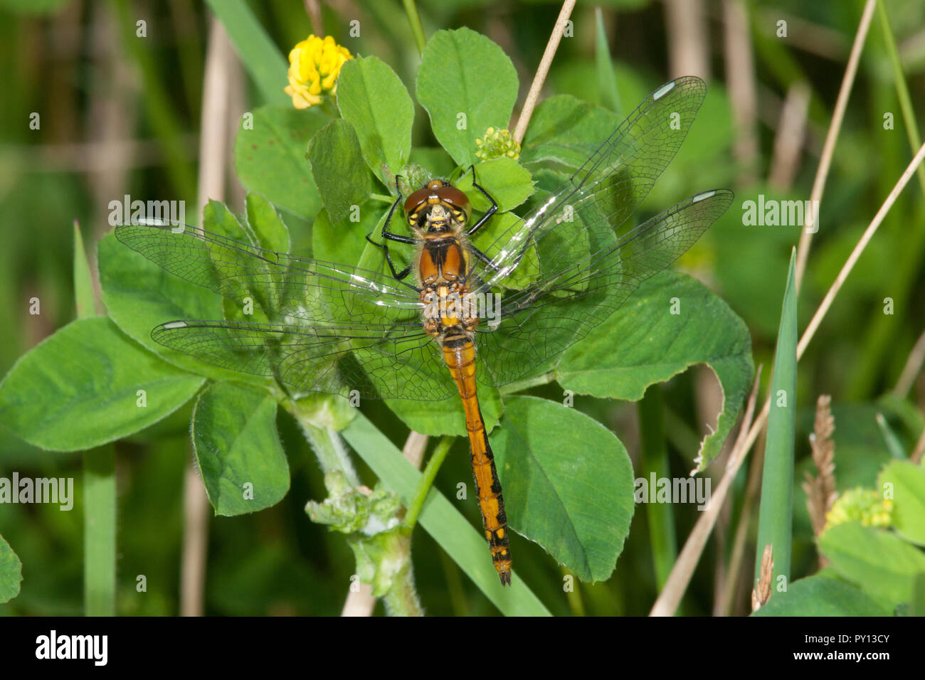 Black Darter, Sympetrum danae Stock Photo - Alamy