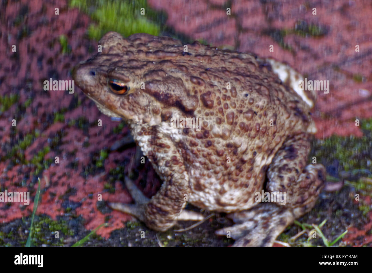 Photo Common Toad, animals Stock Photo - Alamy