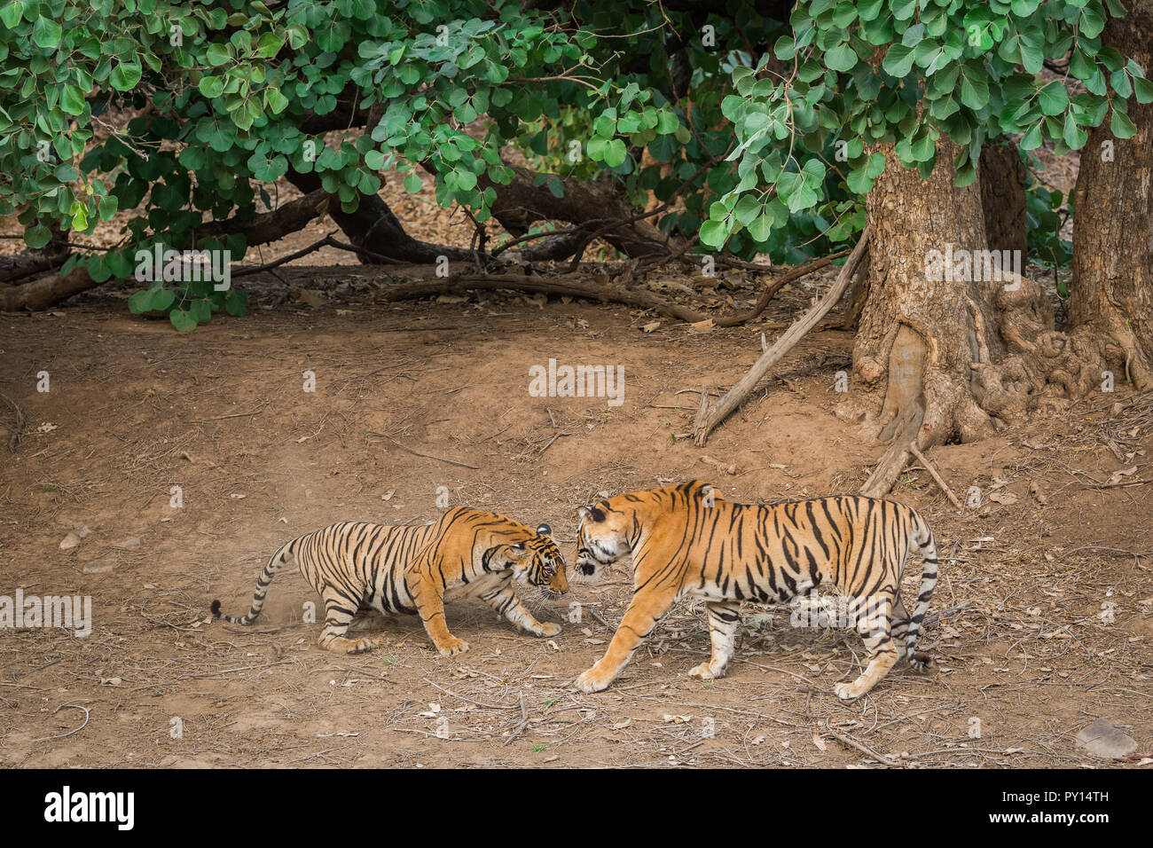 Bengal tiger male running hi-res stock photography and images - Alamy