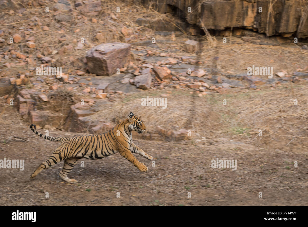 Tiger Male Female Stock Photos & Tiger Male Female Stock Images - Alamy