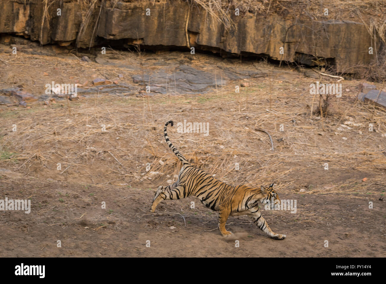 A territorial fight between a male tiger and female sub adult tigress ...