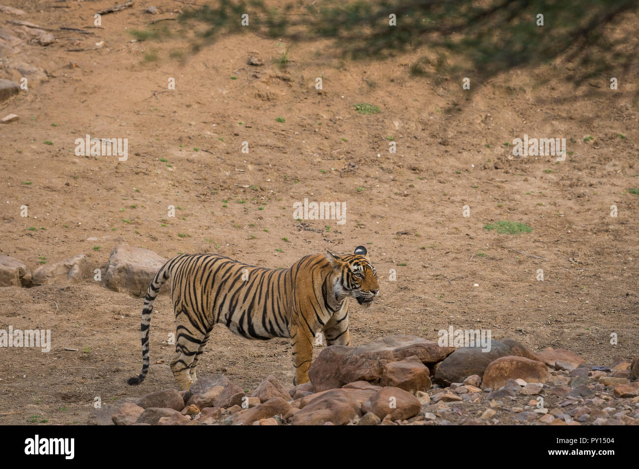 A territorial fight between a male tiger and female sub adult tigress ...