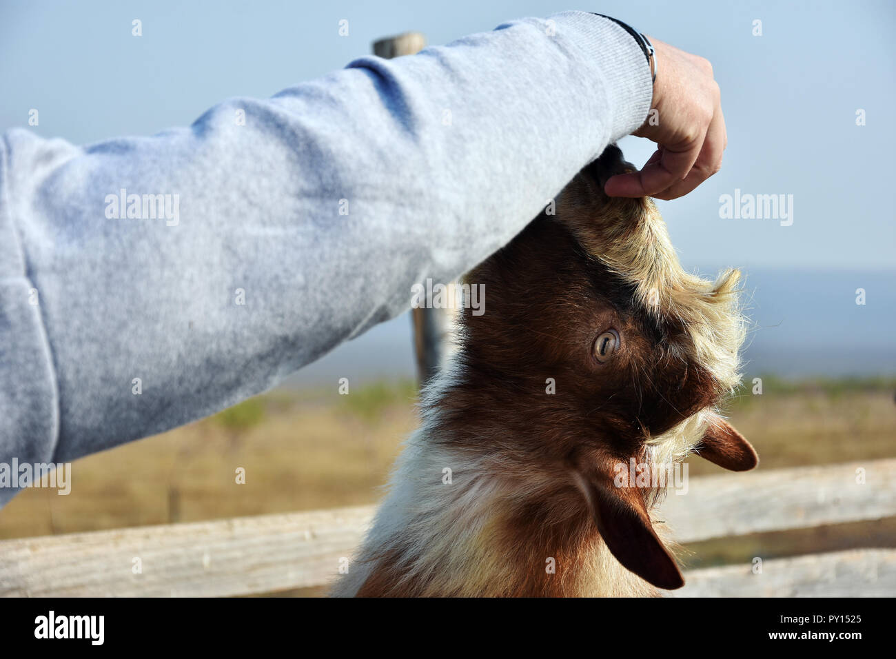 Man goat head hi-res stock photography and images - Alamy