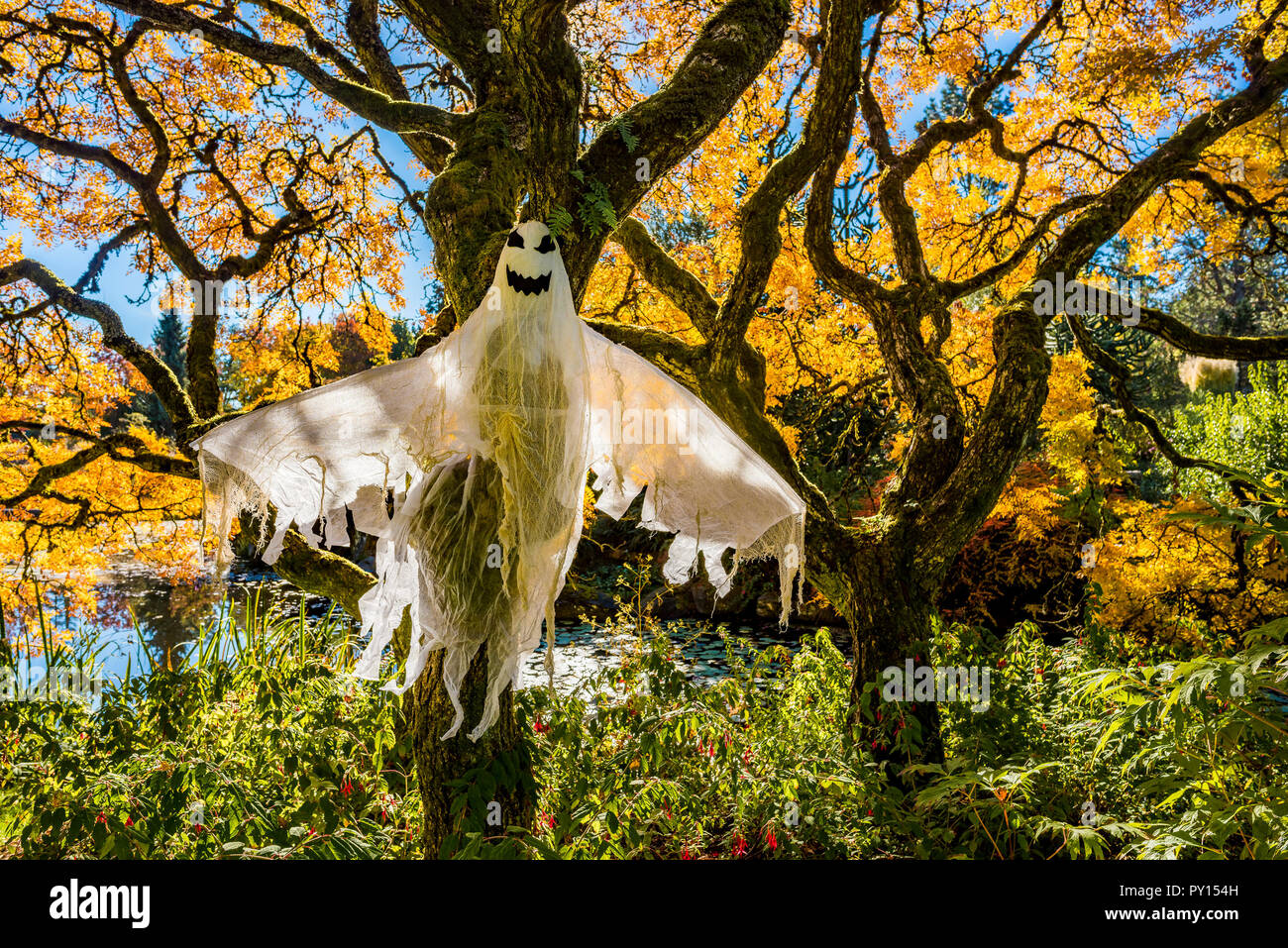 Halloween Ghost in tree, VanDusen Garden, Vancouver, British Columbia ...