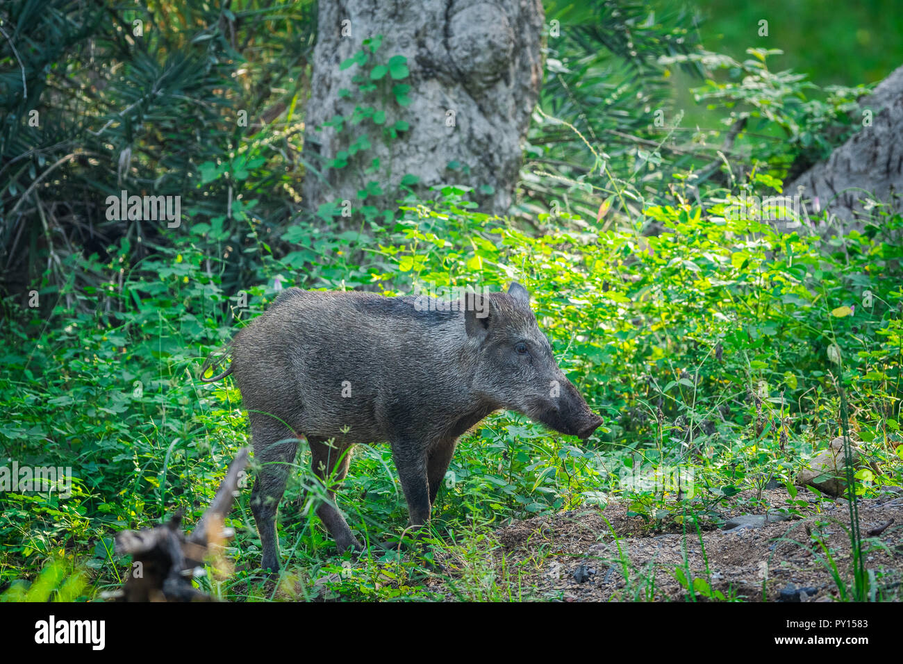 Wild boar roaming in a beautiful green background in a rainy season at ...