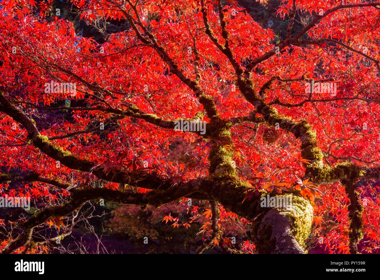 Fall colour, VanDusen Botanical Garden, Vancouver, British Columbia ...