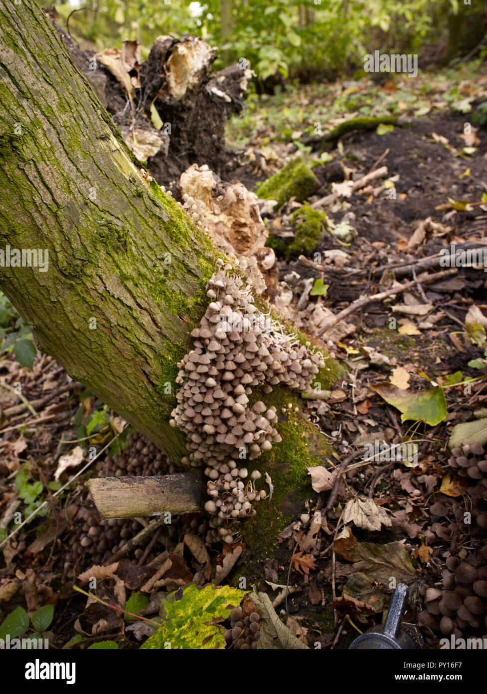 Fairy ink-cap mass and tree-stump in autumn woodland Stock Photo - Alamy