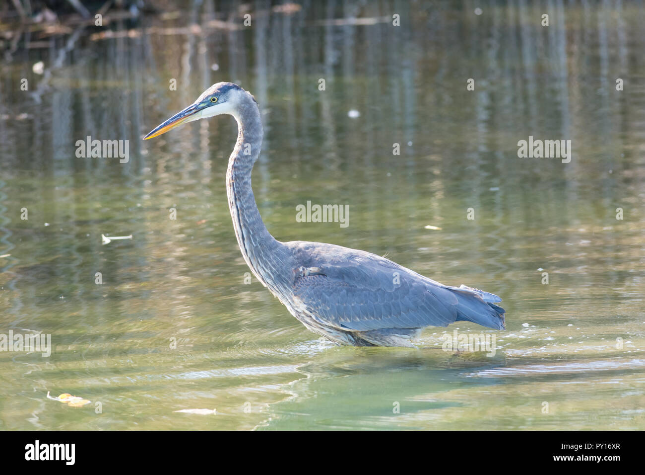 Blue pond heron hi-res stock photography and images - Alamy