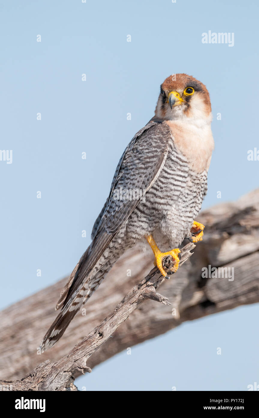 Namibia africa falcon bird hi-res stock photography and images - Alamy