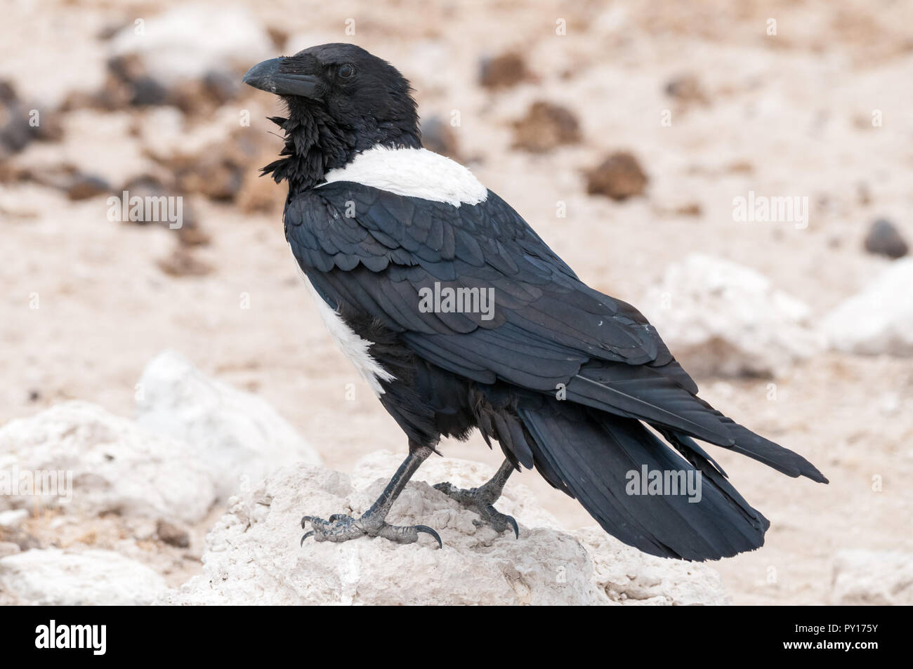 Pied crow, Corvus albus, Etosha National Park, Namibia Stock Photo - Alamy