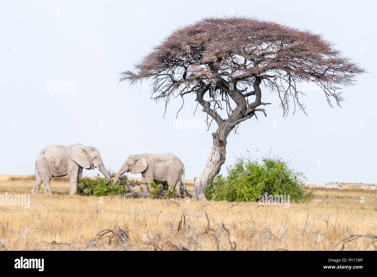 Savanna africa acacia hi-res stock photography and images - Alamy