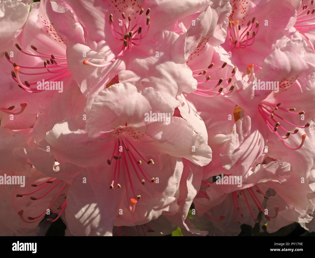 Profusion of pink - dazzling densely packed flush of pink petals and ...