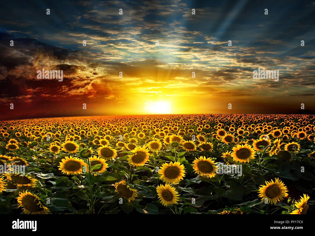 Ray of light over field hi-res stock photography and images - Alamy
