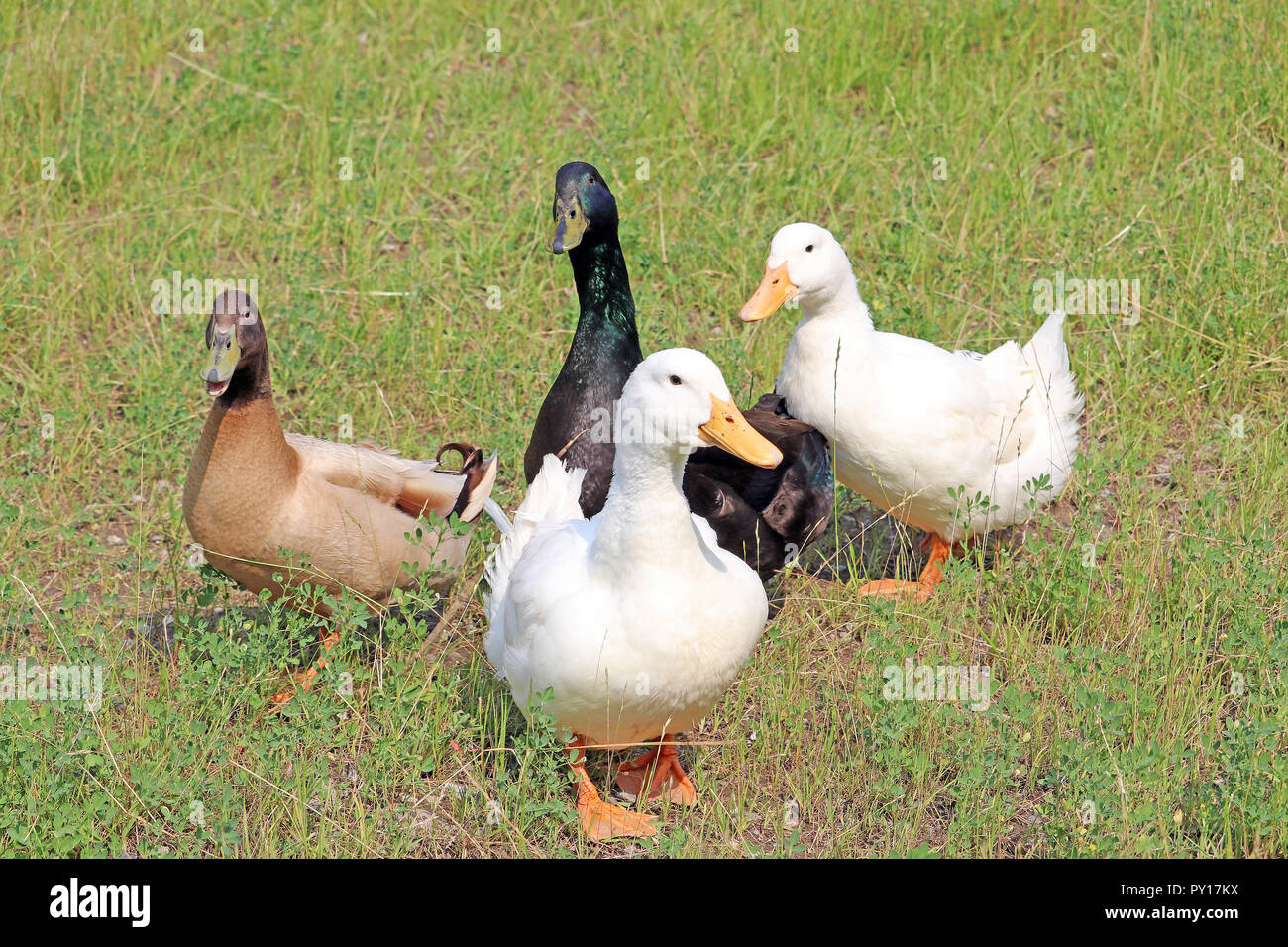 Cayuga duck images hi-res stock photography and images - Alamy