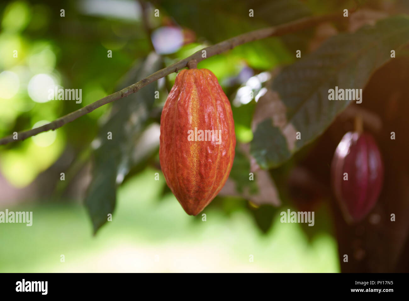 Harvesting cacao pods theme. One colorful cocoa pod on blurred tree ...