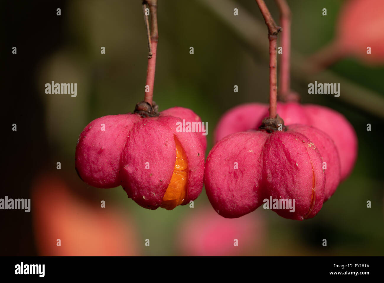 Spindle (Euonymus europaeus), close-up of the fruits in autumn Stock ...