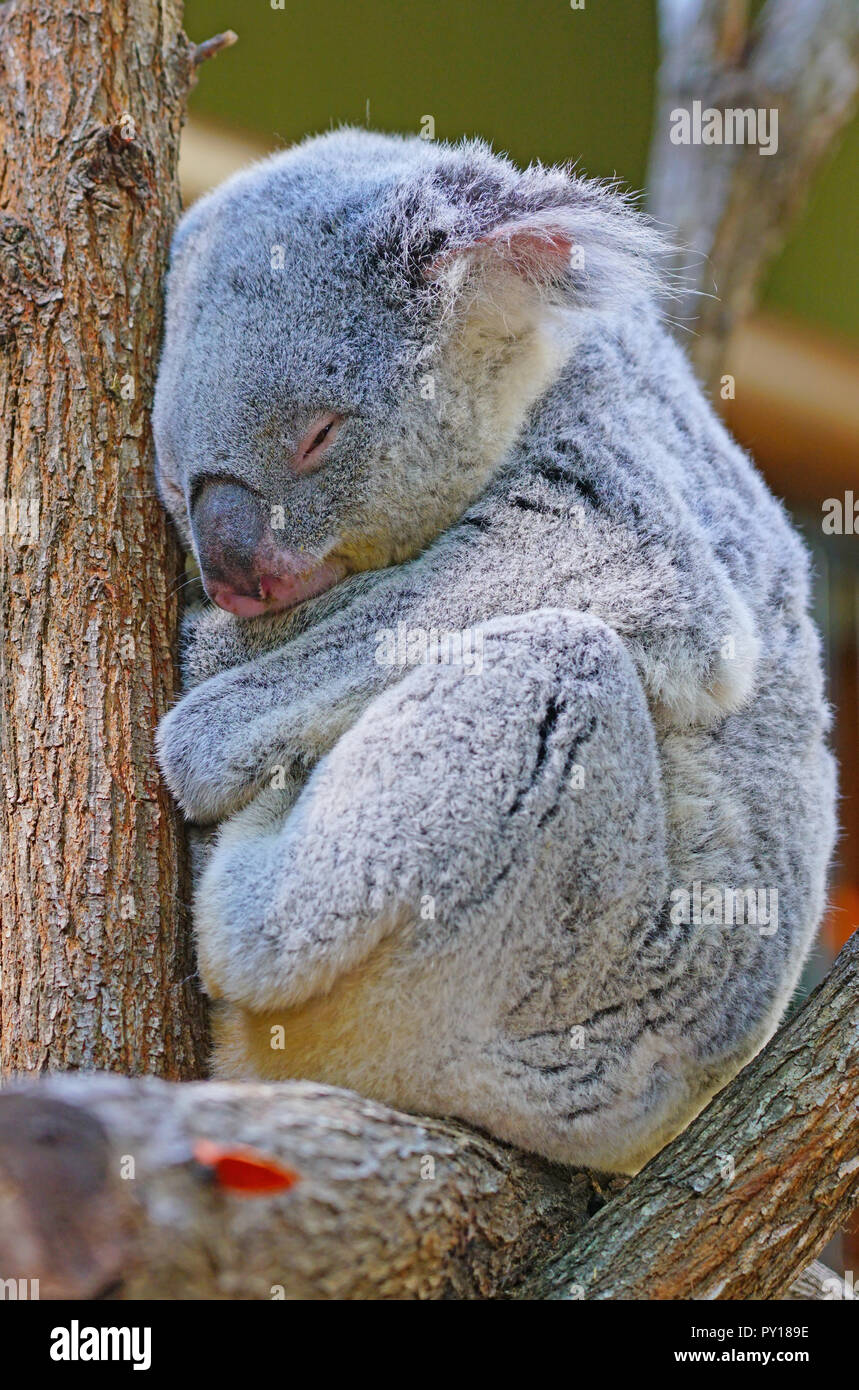 Koala bear gum tree hi-res stock photography and images - Alamy