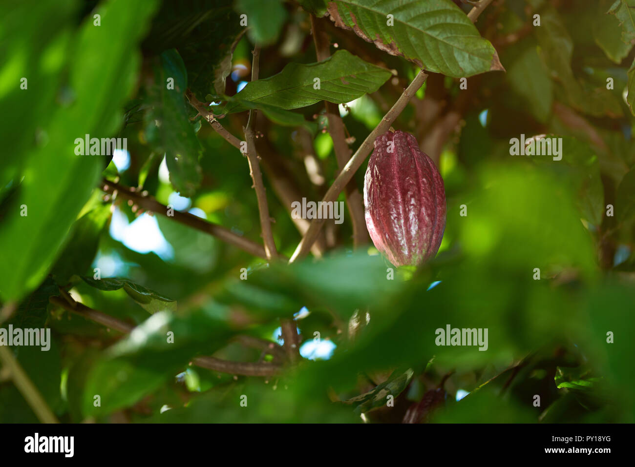 One red cocoa pod on green blurred natural background Stock Photo - Alamy