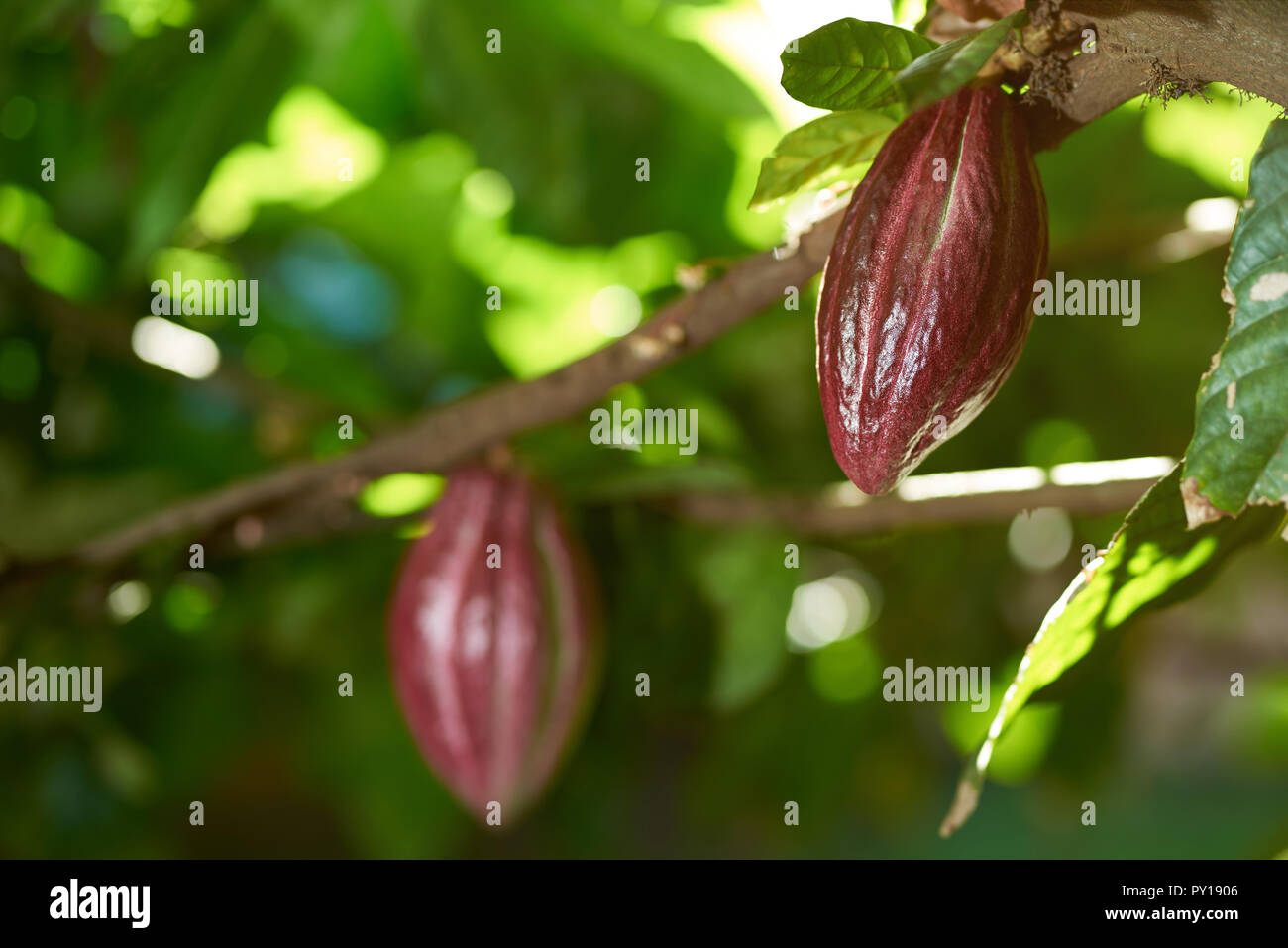 Red cacao pod on blurred natural background Stock Photo - Alamy