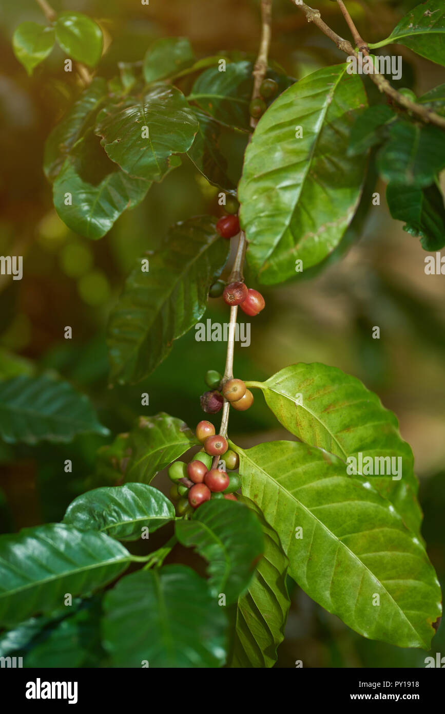 Coffee arabica harvest hi-res stock photography and images - Alamy
