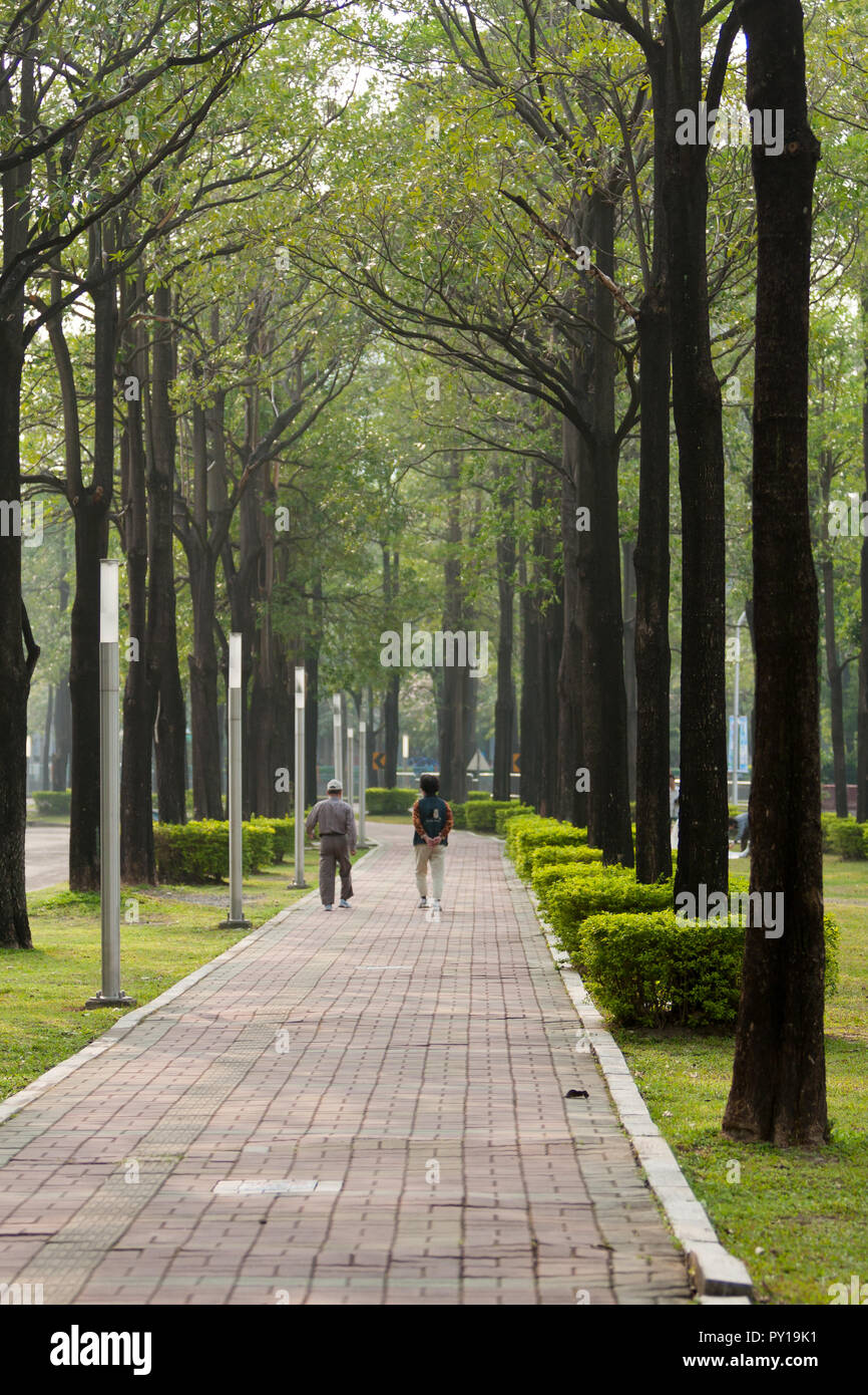 Rows of blackboard trees (Alstonia scholaris) along 'Xingda Green Park ...