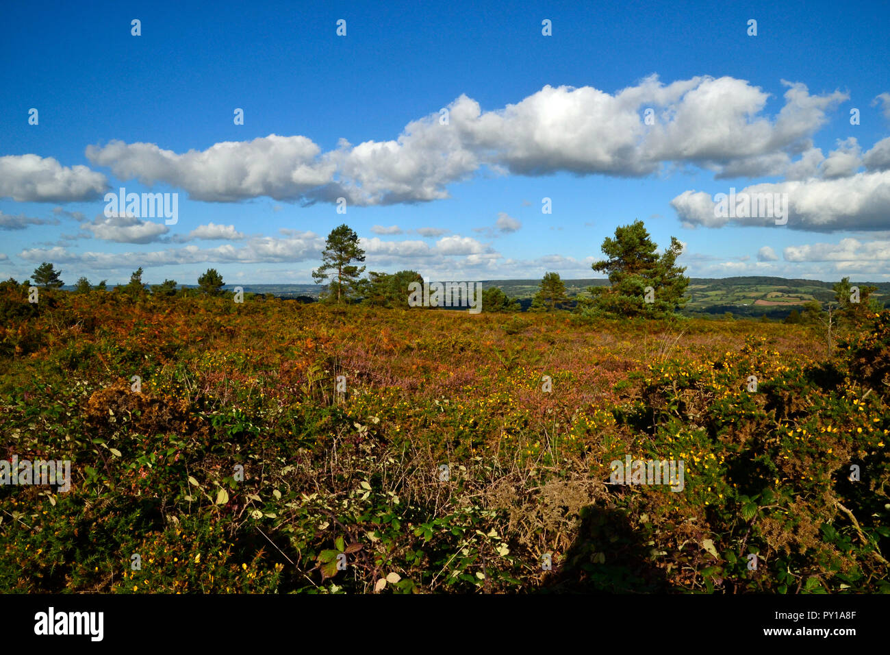 Rspb aylesbeare common hi-res stock photography and images - Alamy
