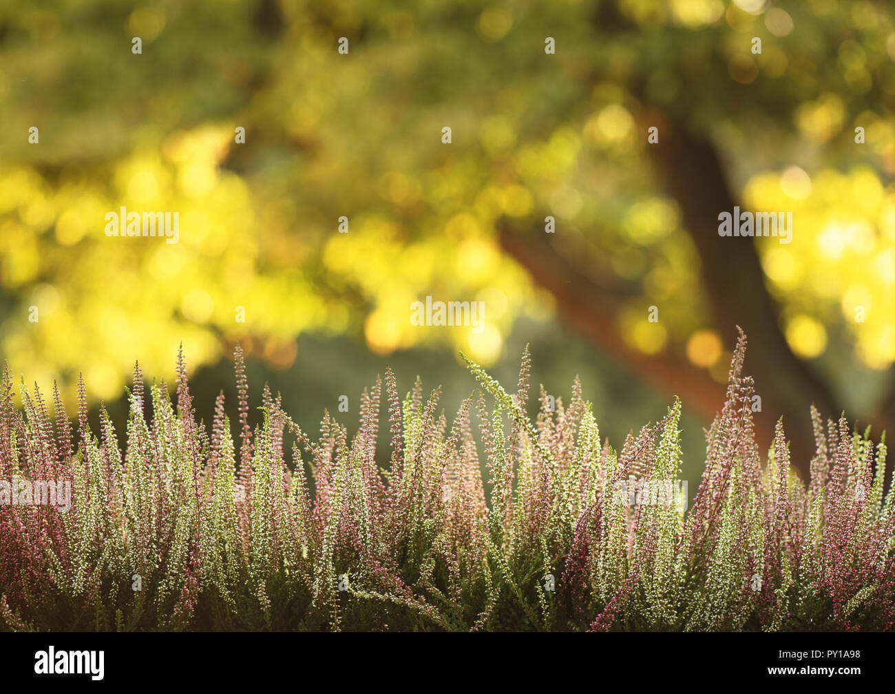 Heather autumn hi-res stock photography and images - Alamy