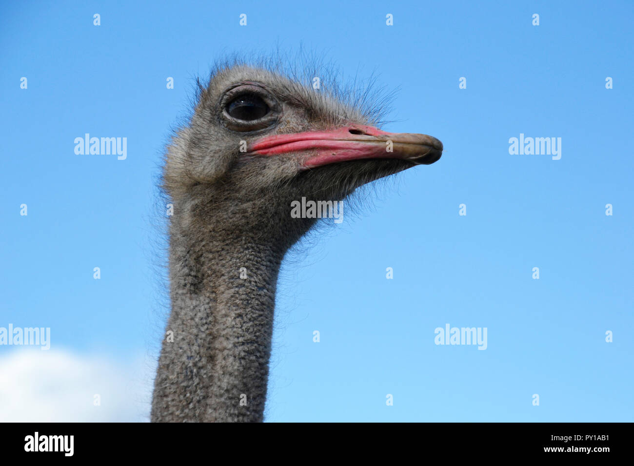 Ostrich at Greendale Farm shop, nr Exmouth, Devon, UK Stock Photo - Alamy