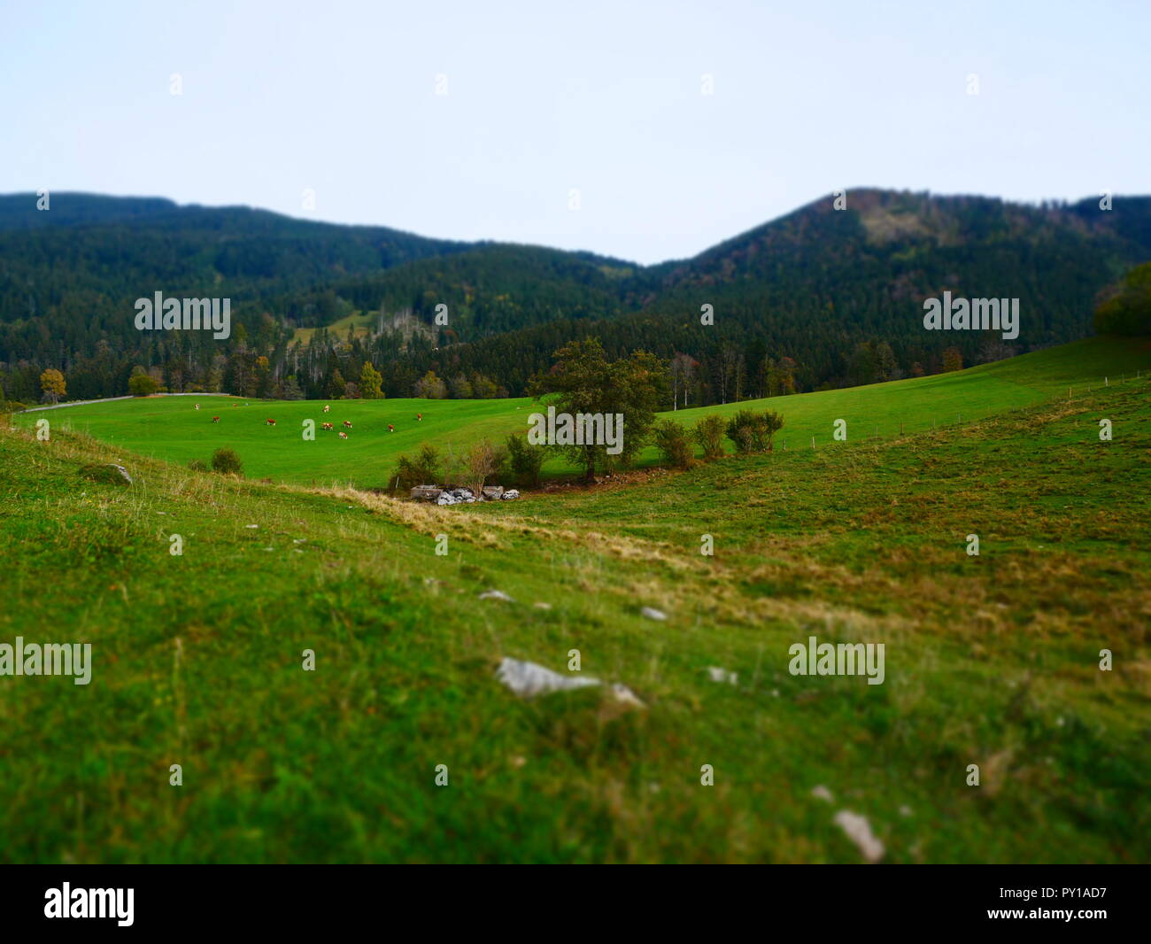 Tilt shift image of autumn landscape with meadow and cows Stock Photo ...