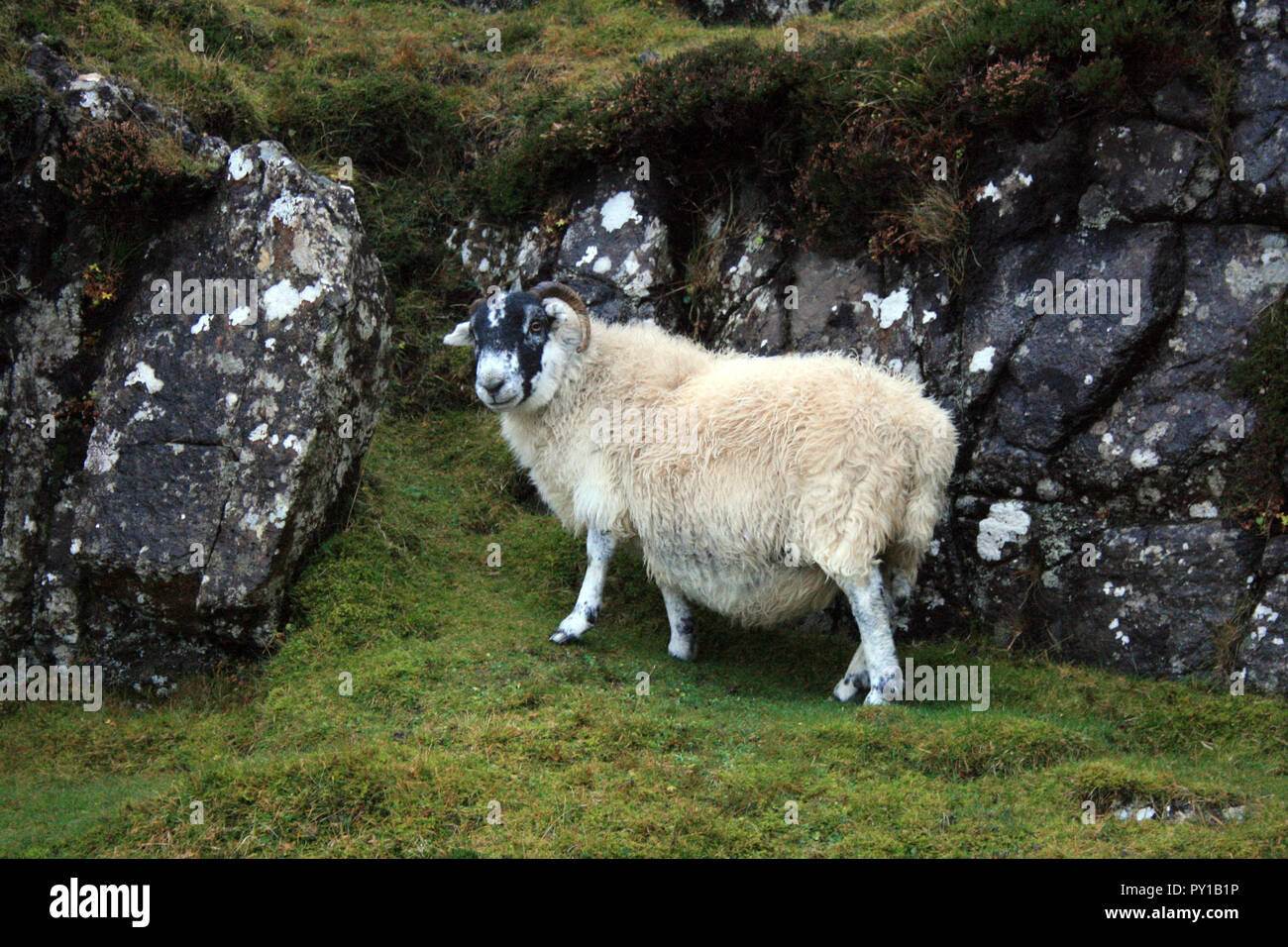 Fat scotland hi-res stock photography and images - Alamy