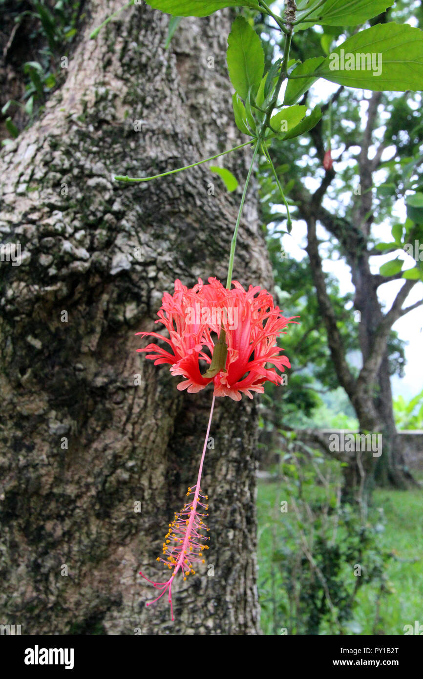 Hibiscus schizopetalus (Spider Hibiscus Stock Photo - Alamy