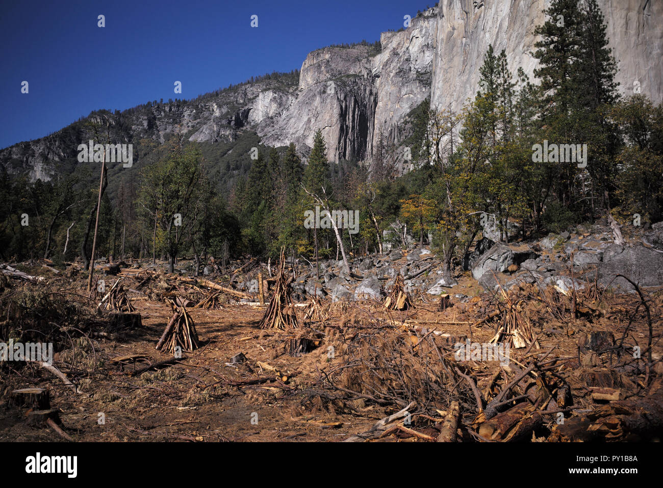 Dead wood near Yosemite's El Capitan waits to be burned in a prescribed ...