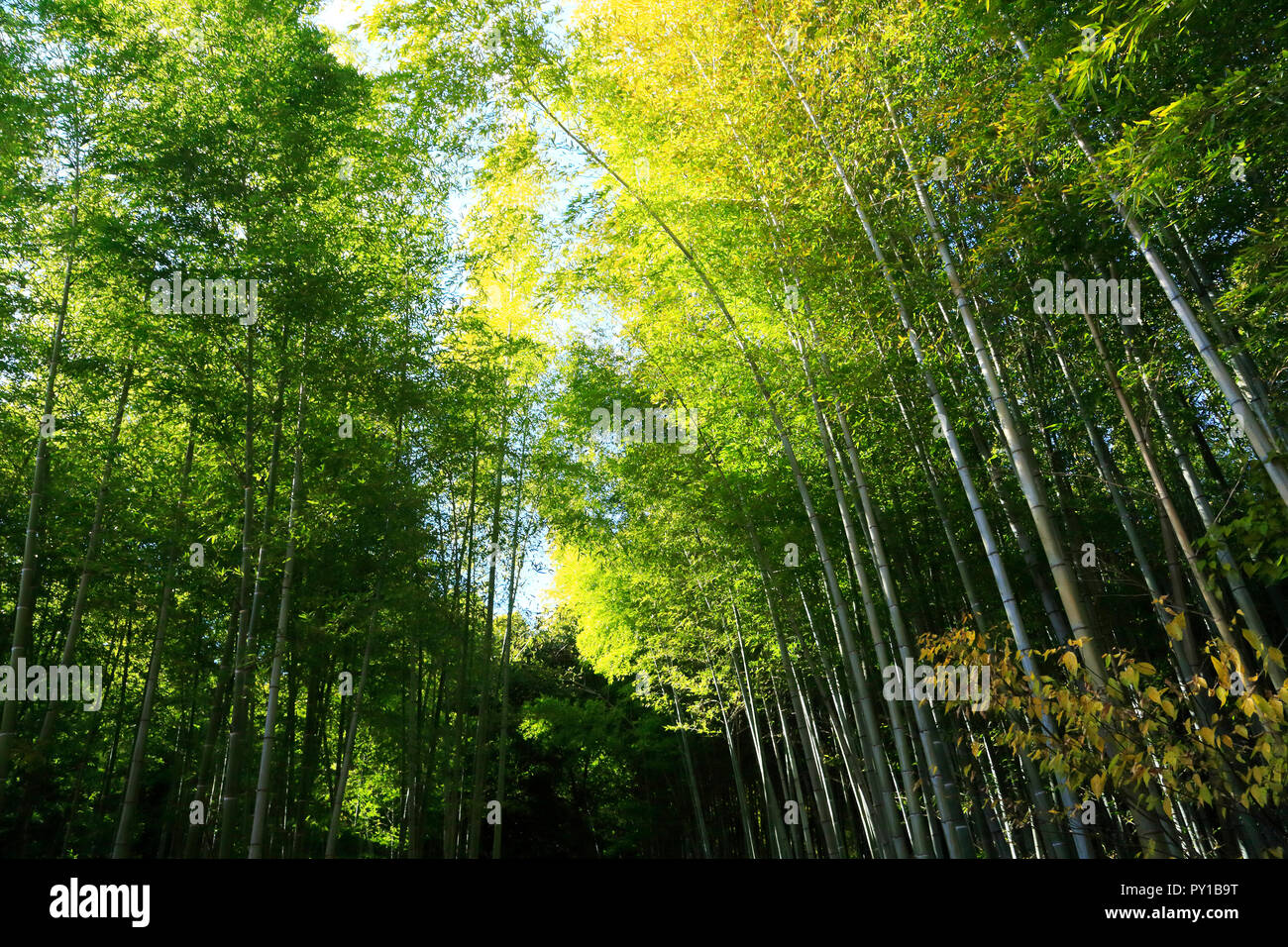 Bamboo Road in Arashiyama Stock Photo - Alamy
