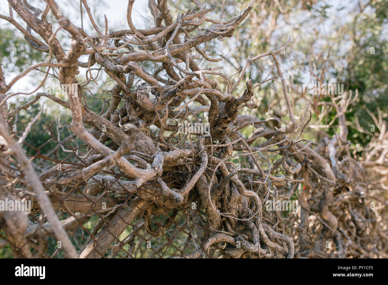 Tree Vine Branch Texture High Resolution Stock Photography and Images ...