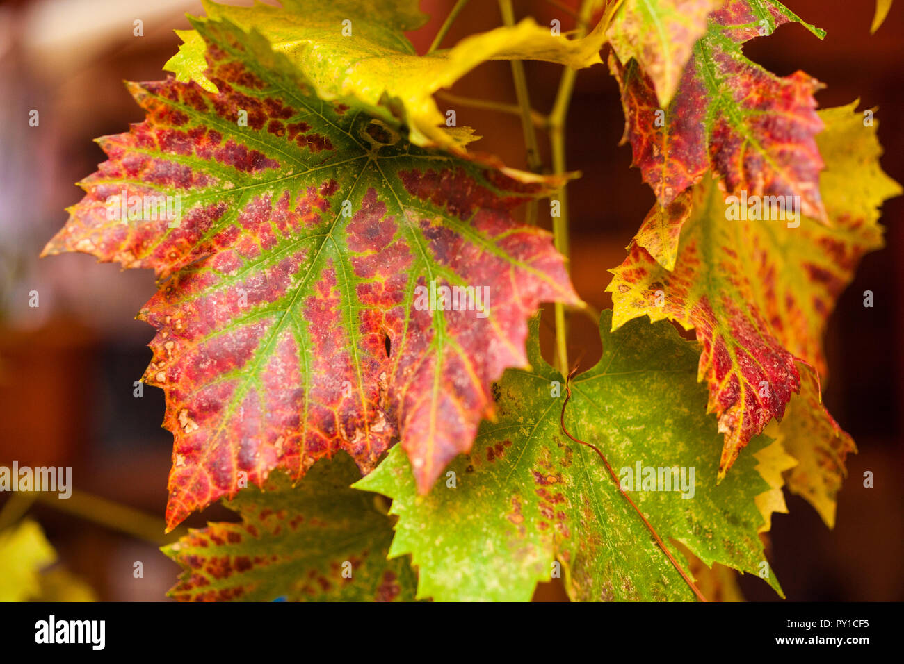Autumn leaves, warm colors in gradient Stock Photo - Alamy