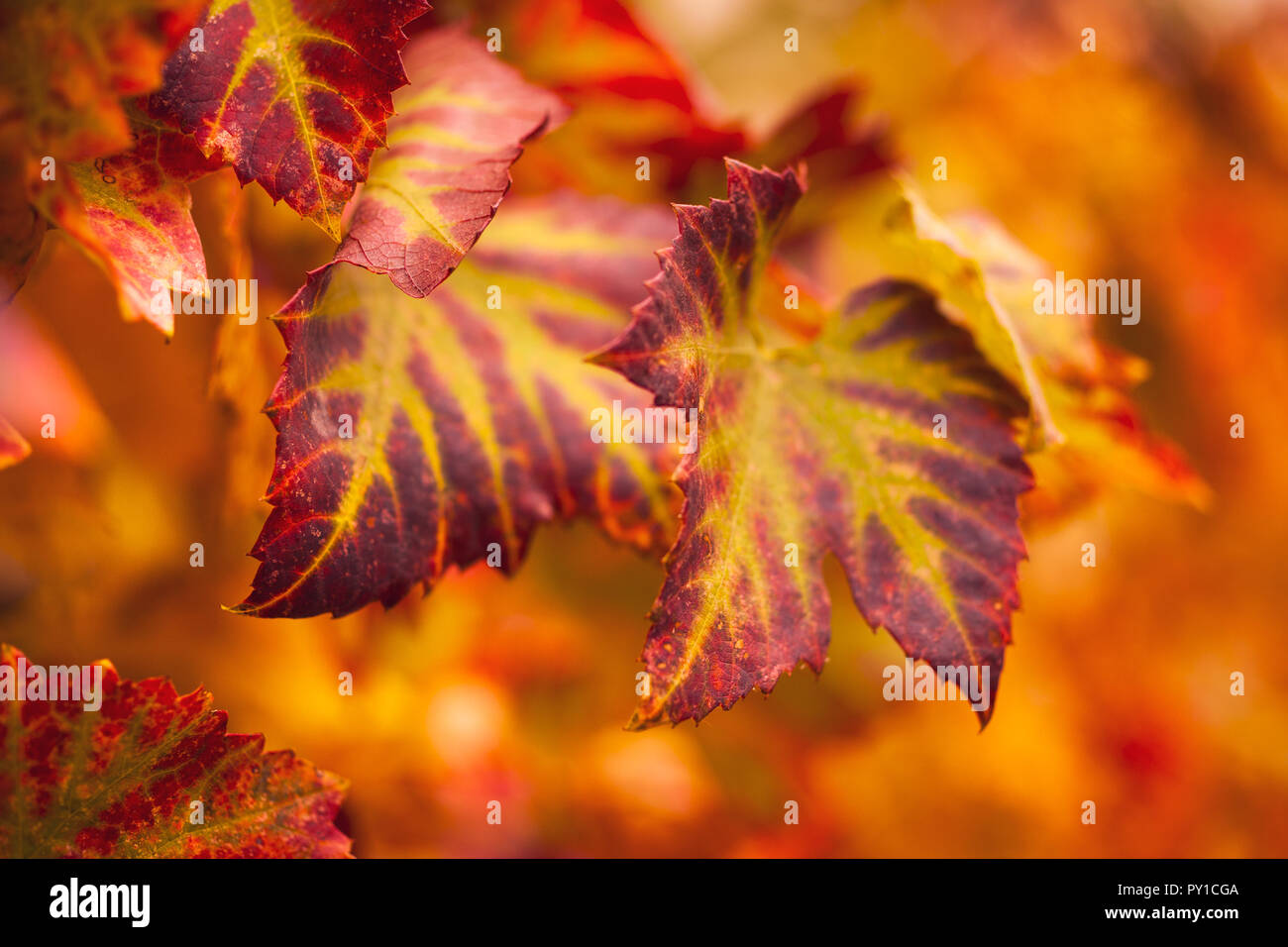 Autumn leaves, warm colors in gradient Stock Photo - Alamy