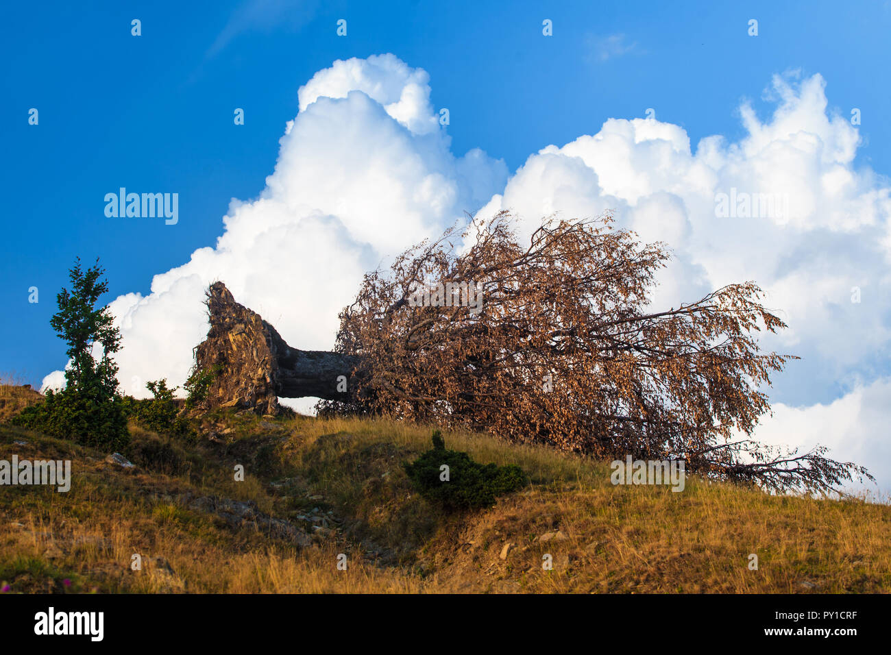 Fallen tree, strong winds Stock Photo - Alamy