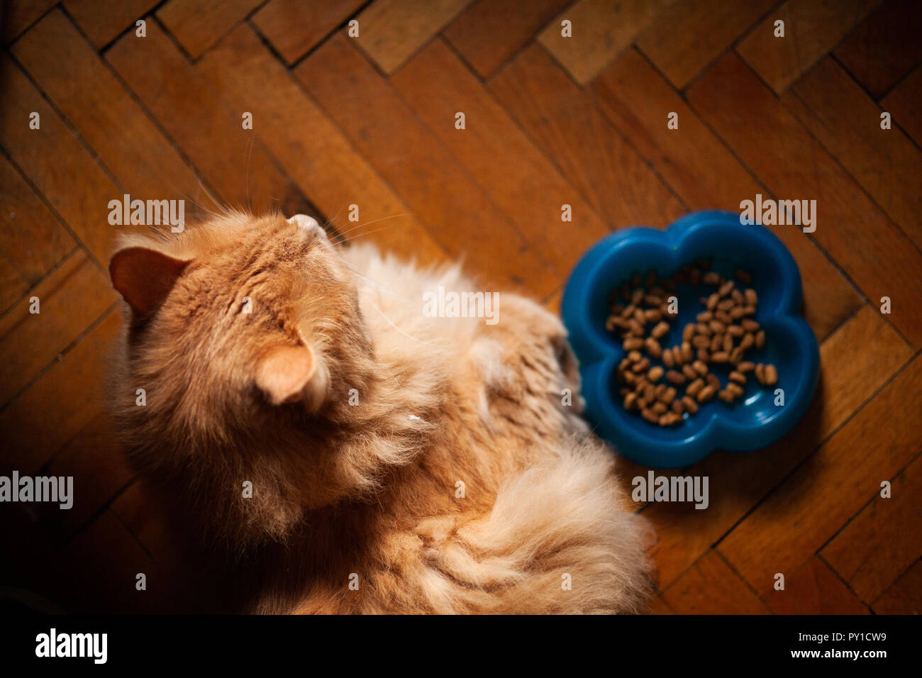 Cat refusing food Stock Photo - Alamy