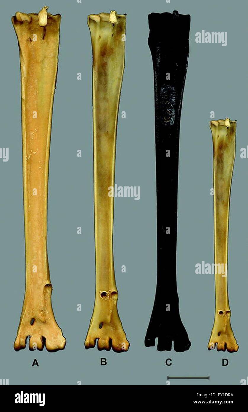 Tarsometatarsus hi-res stock photography and images - Alamy