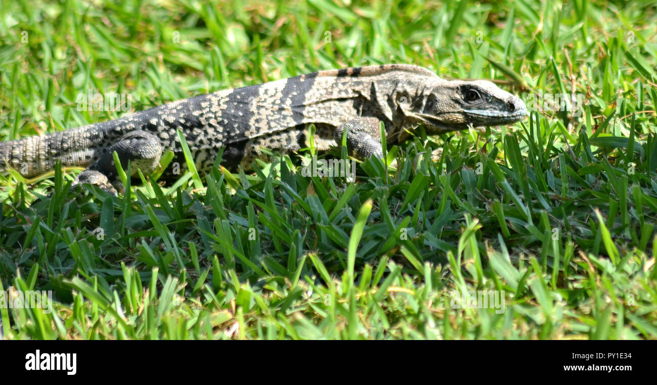 Angry lizard hi-res stock photography and images - Alamy