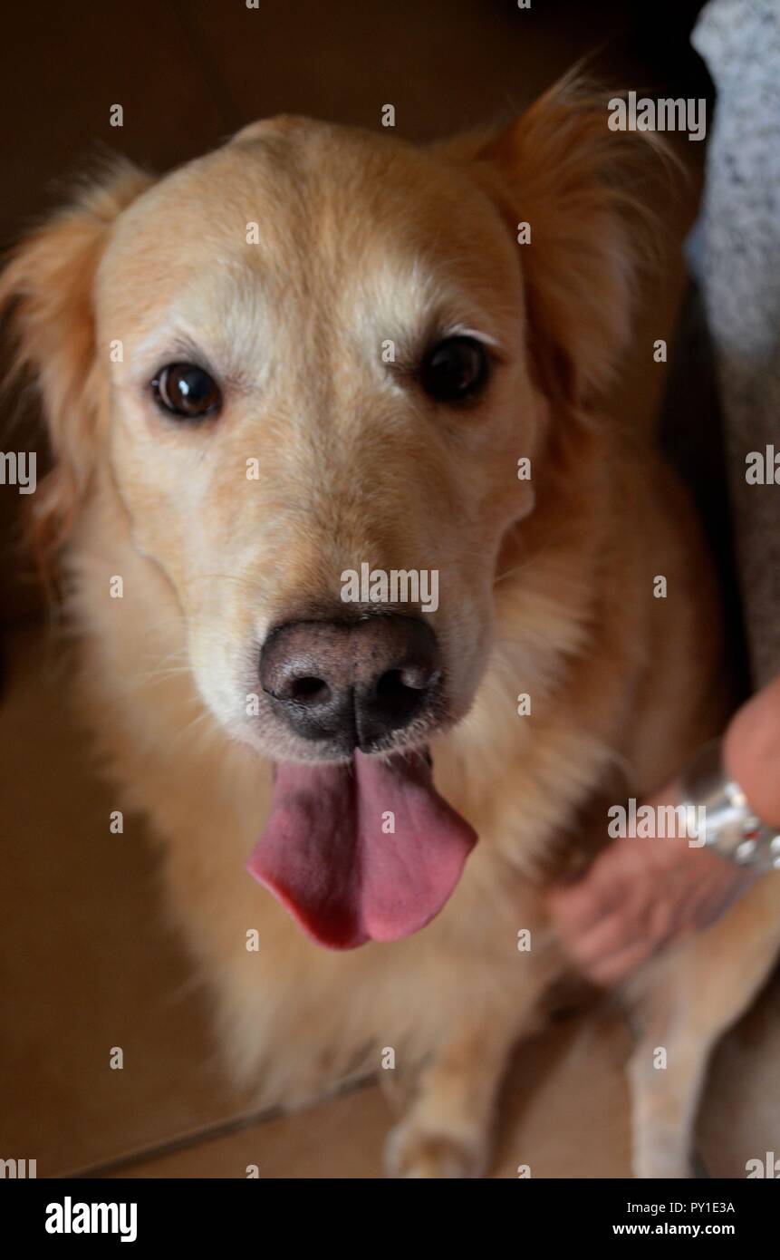 An adorable Golden Retriever smiling and posing for the camera Stock ...