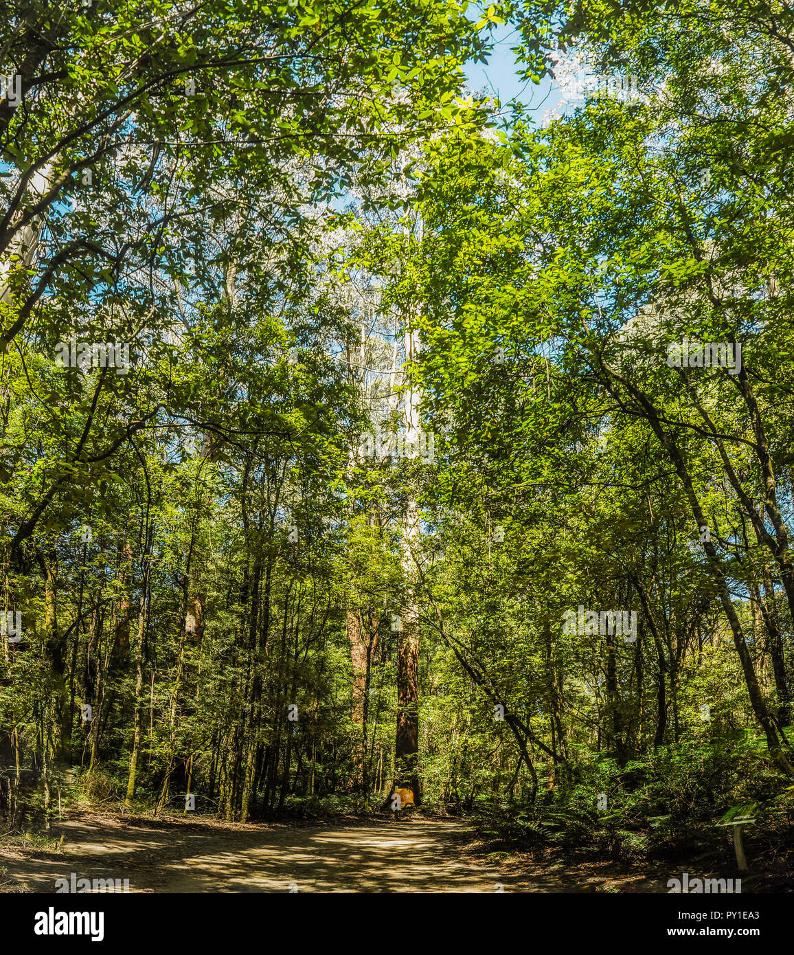 Great Otway National Park. Otway fly tree top walk. Walk among the tops ...