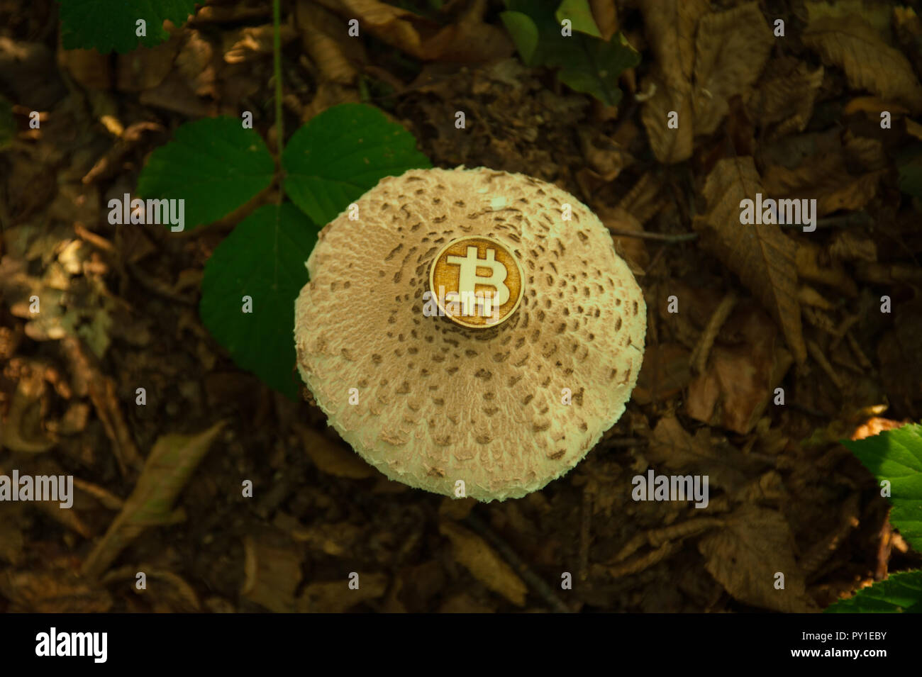 Mushroom trade hi-res stock photography and images - Alamy