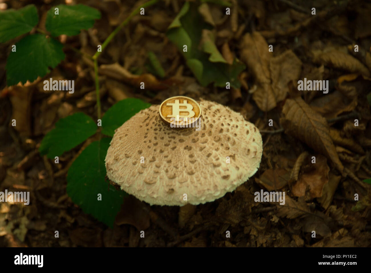Mushroom network hi-res stock photography and images - Alamy