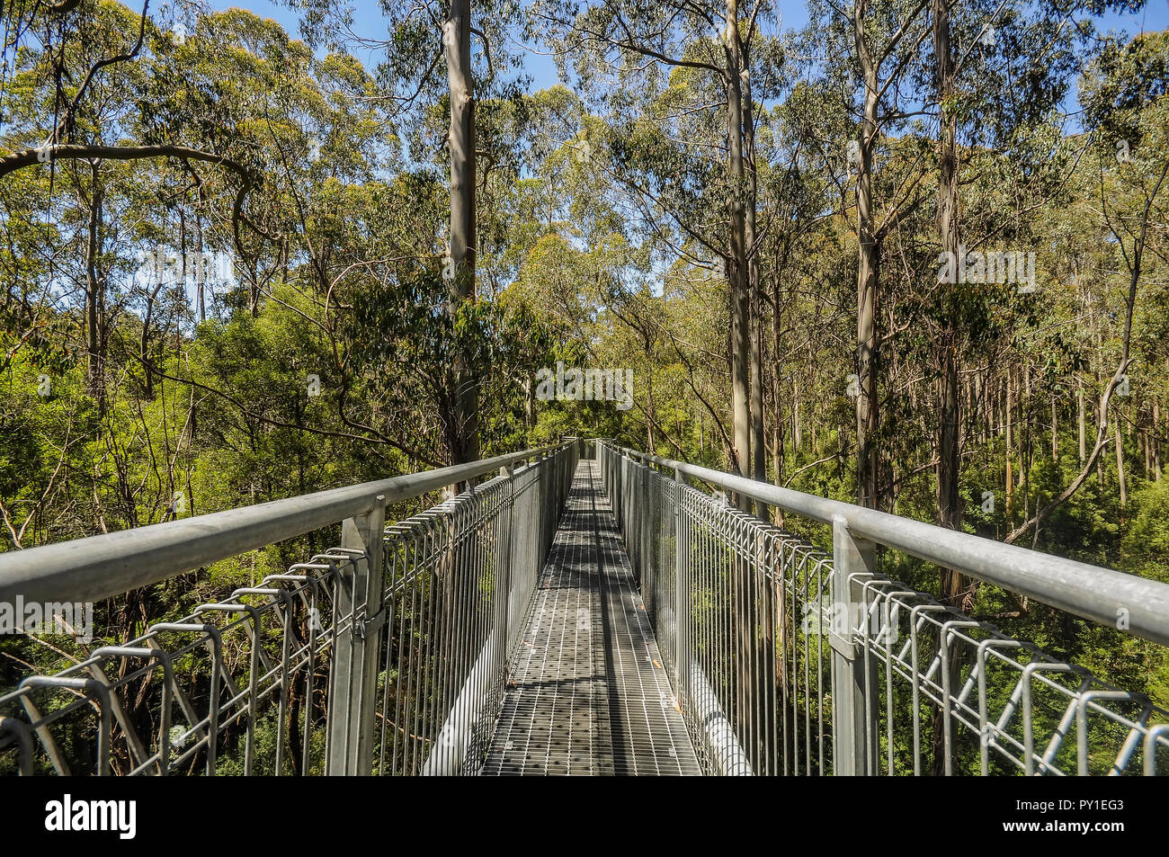 Great Otway National Park. Otway fly tree top walk. Walk among the tops ...