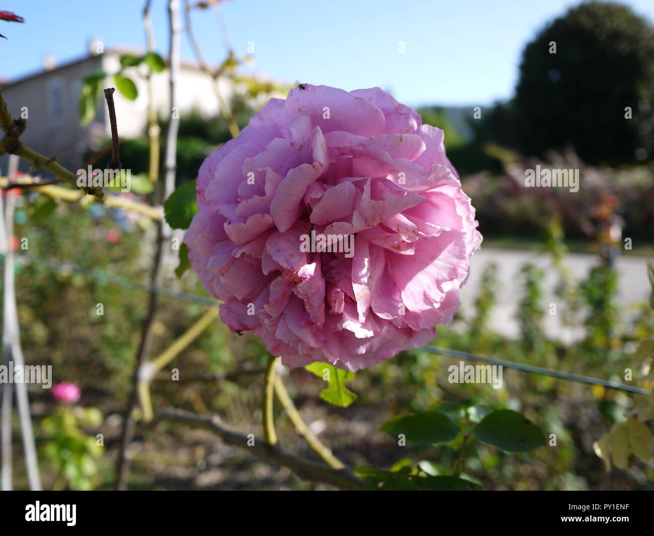 Rose in sunshine hi-res stock photography and images - Alamy